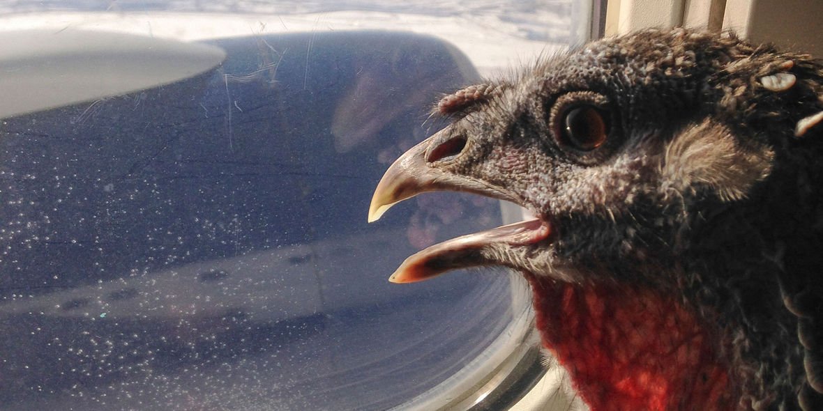 Animales de apoyo a bordo de Delta Airlines