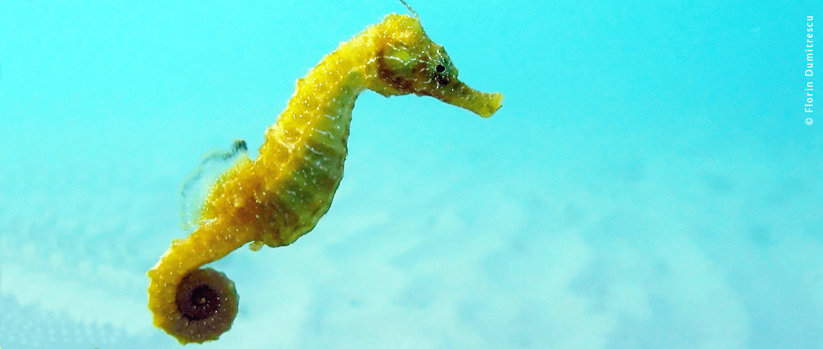 Especies típicas del Mar Menor en el acuario de Murcia