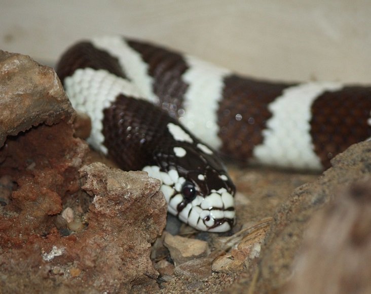 Hallan culebra real de California en sur de Fuerteventura