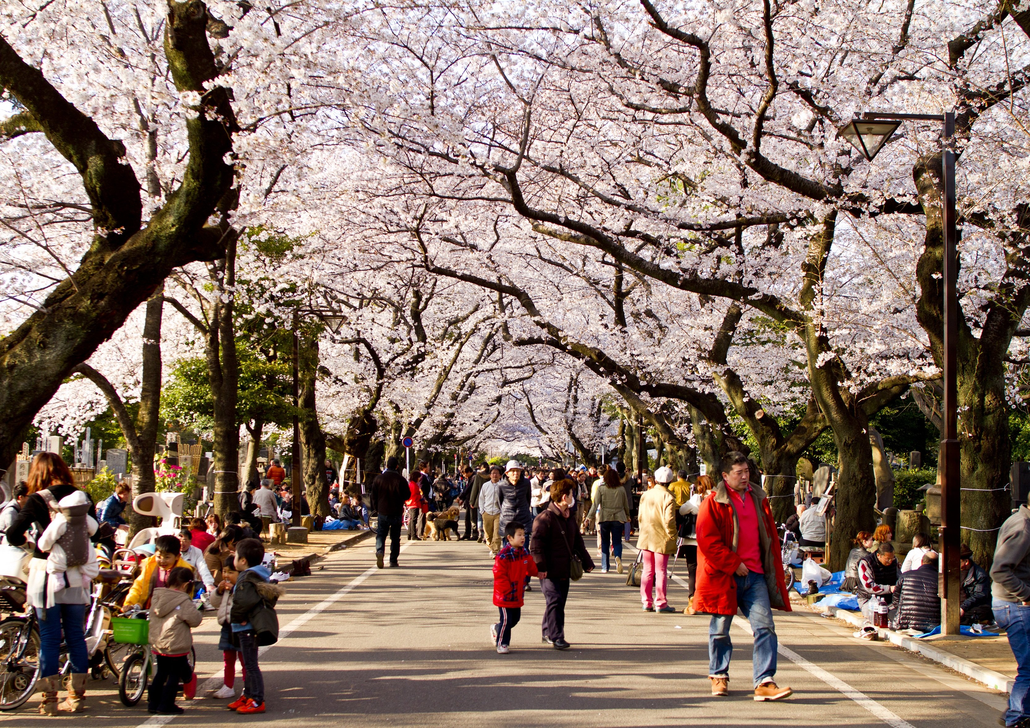 Los parques más bonitos de Tokio para observar el cerezo...