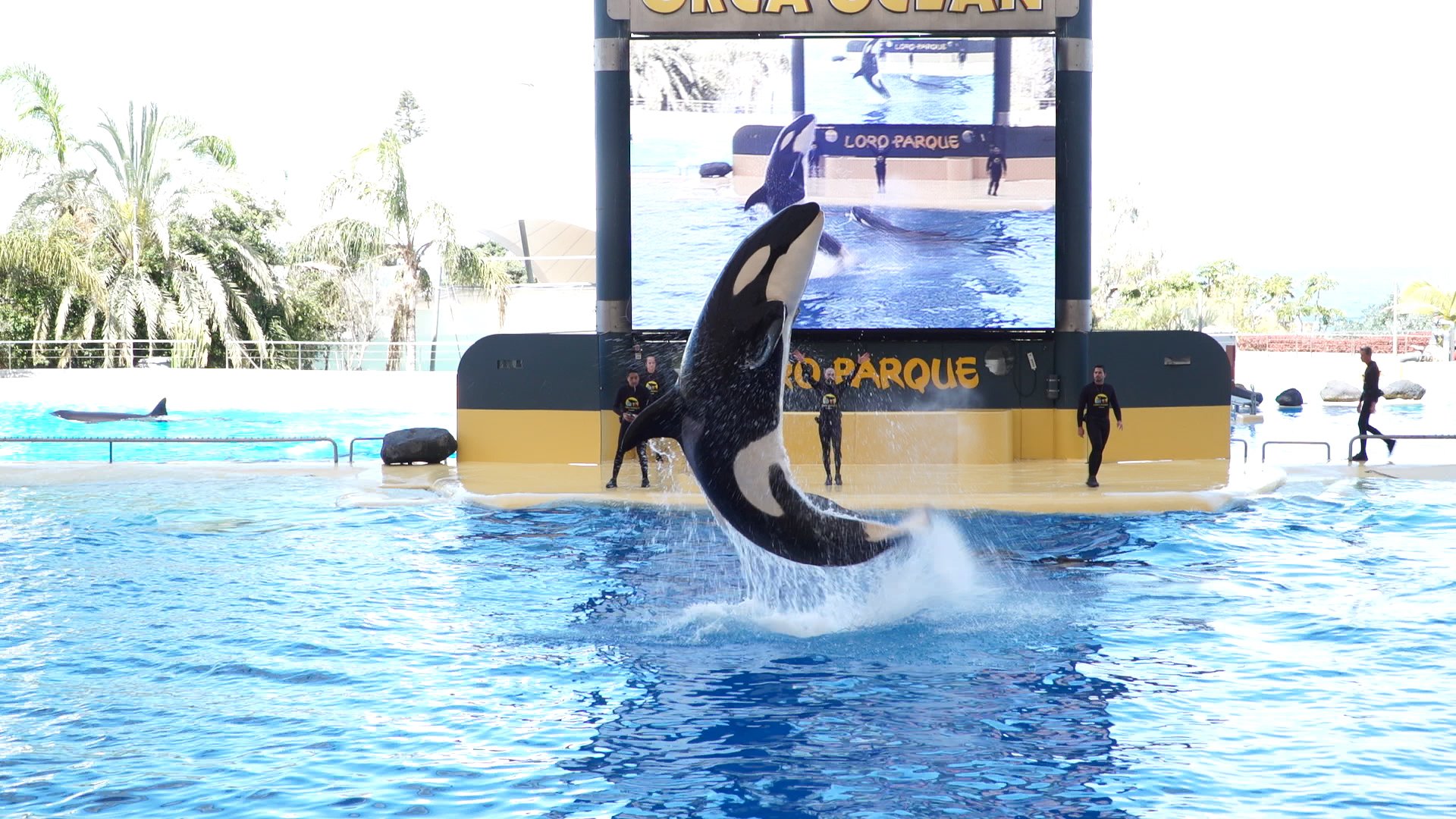 Loro Parque continúa haciendo las presentaciones de animales