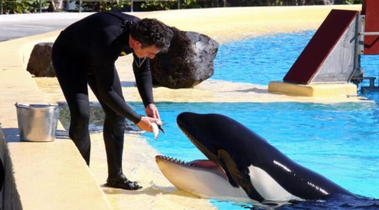 Loro Parque, parque temático de la Isla de Tenerife, publica un vídeo ...
